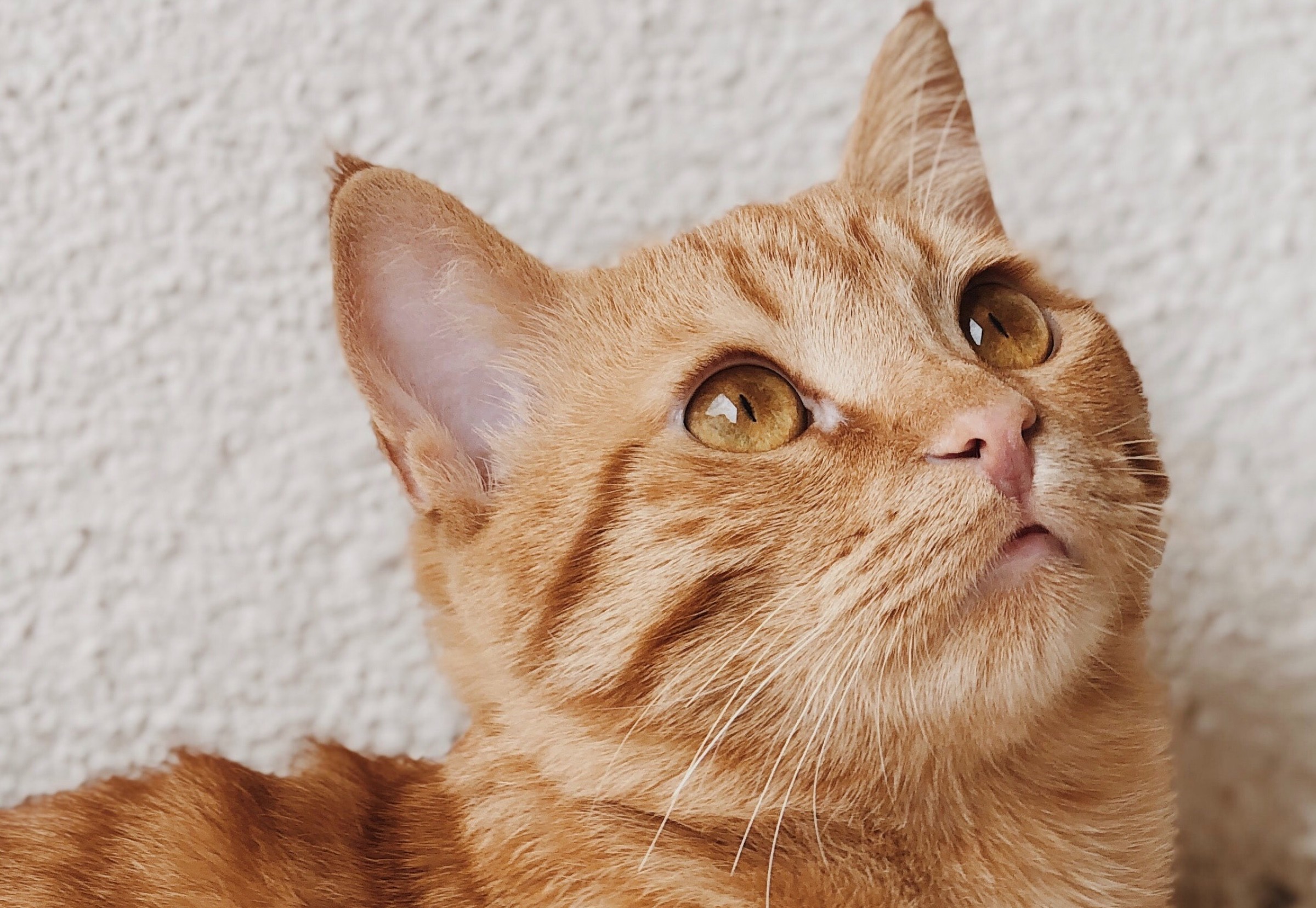 Essentials for Your Pet's First Aid Kit - Pets